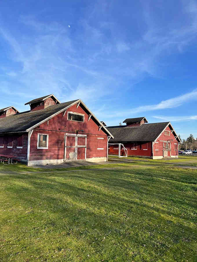 These historic red barns have seen more Washington history than most textbooks, and they photograph like absolute dreams.
