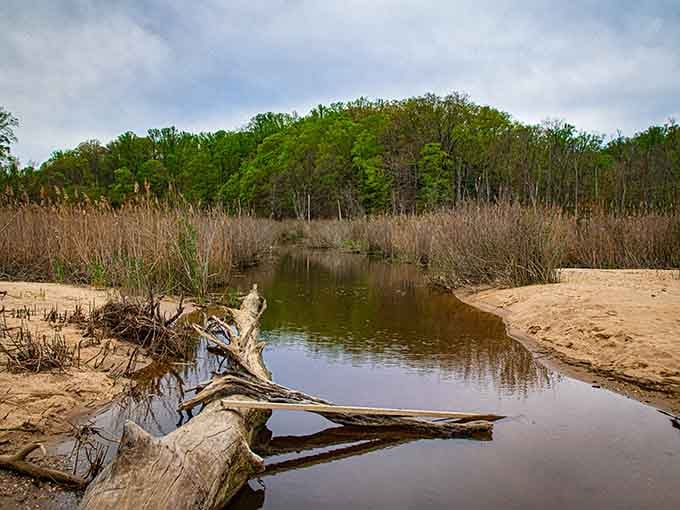 Even the quiet tidal pools here hold stories, peaceful moments between your fossil-hunting adventures along the Potomac.