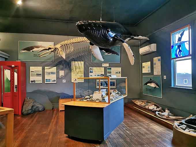 Whale skeletons hanging overhead make you feel simultaneously tiny and incredibly grateful you're not swimming with the living versions.