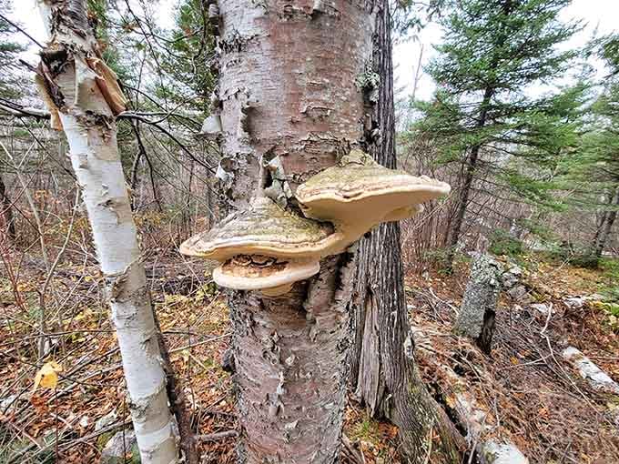 Even the fungi here look like they're straight out of a fantasy novel, thriving on ancient birch.