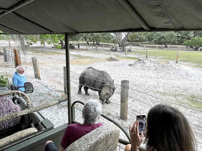 Safari vehicles offer front-row seats to wildlife encounters that'll make your zoo visits feel downright boring.