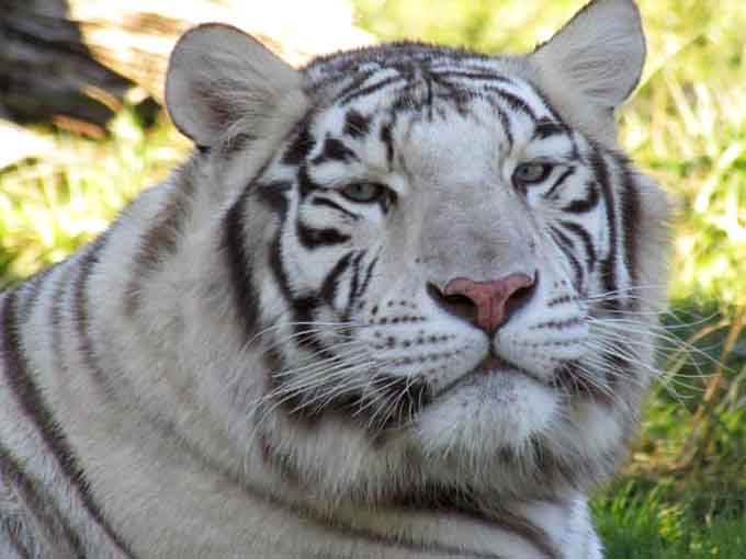 Those blue eyes could melt hearts or freeze them with fear. Probably both at the same time, honestly.