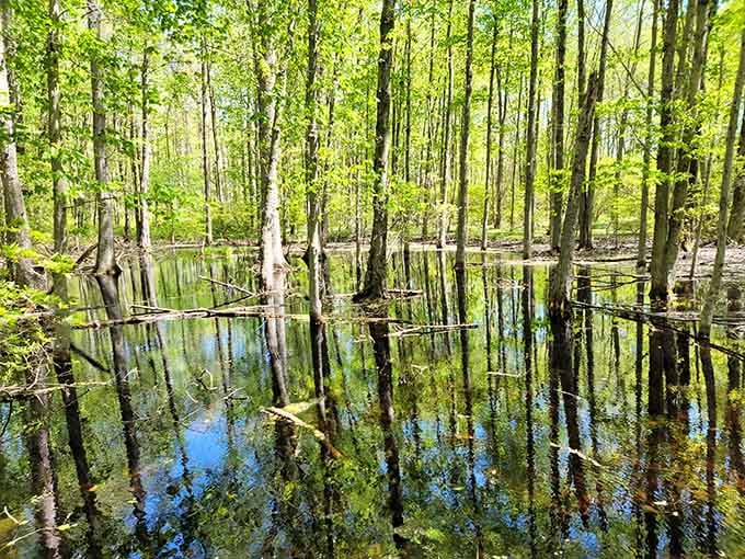 Mirror-like reflections turn this flooded forest into nature's own hall of mirrors, doubling your wildlife viewing pleasure instantly.
