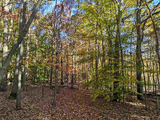 These woods offer the kind of peaceful solitude that makes you forget your phone exists, at least until you want a photo.