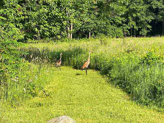 Sandhill cranes strutting through the grass like they own the place&mdash;because honestly, they kind of do.