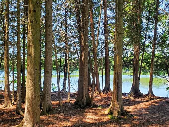 Walking through these towering trees feels like entering nature's own cathedral, minus the uncomfortable pews.