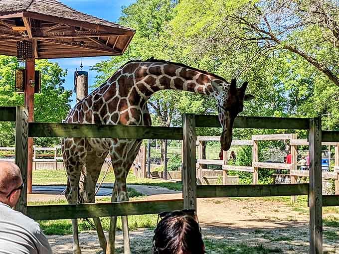 Getting eye-to-eye with a giraffe makes you realize just how wonderfully weird nature can be.