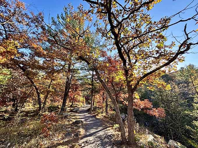 Forest trails that make you forget your phone exists, which is exactly the point.