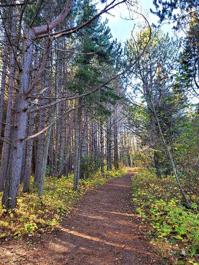 The forest path whispers promises of something extraordinary waiting just beyond those towering pines and birches.
