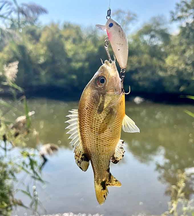 That moment when dinner bites back, creating fishing stories that actually sound believable for once.