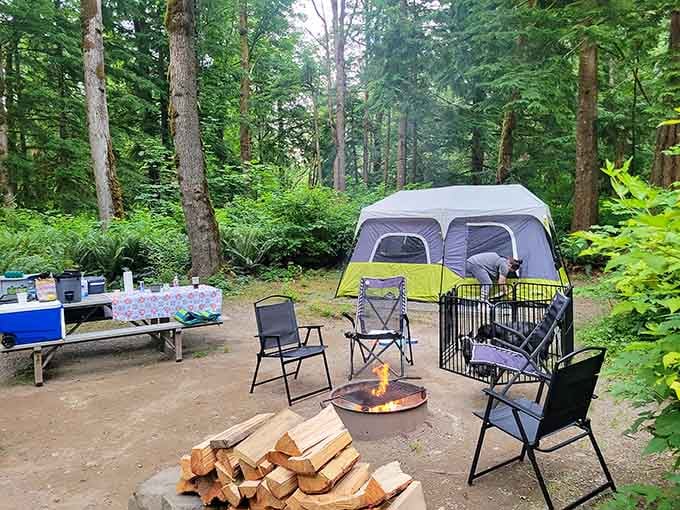 Your campsite comes with towering trees, fresh air, and neighbors who actually respect quiet hours. Revolutionary.