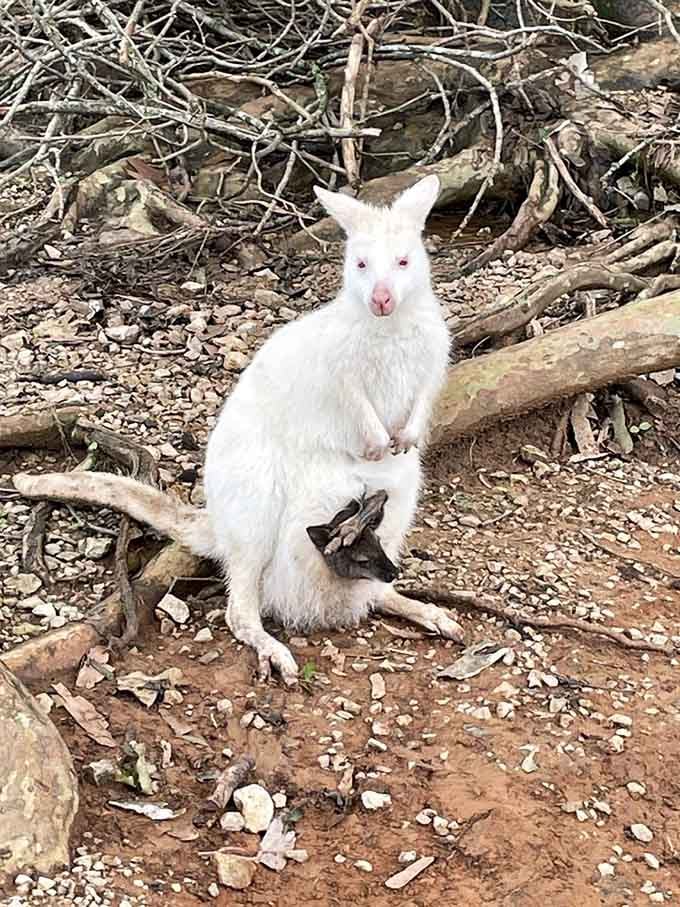 Meet the albino wallaby, posing like it knows it's the most photogenic marsupial in all of Kentucky.