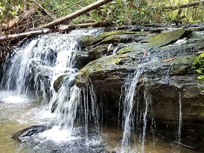 Water cascading over moss-covered rocks, proving that Mother Nature is the original landscape architect.