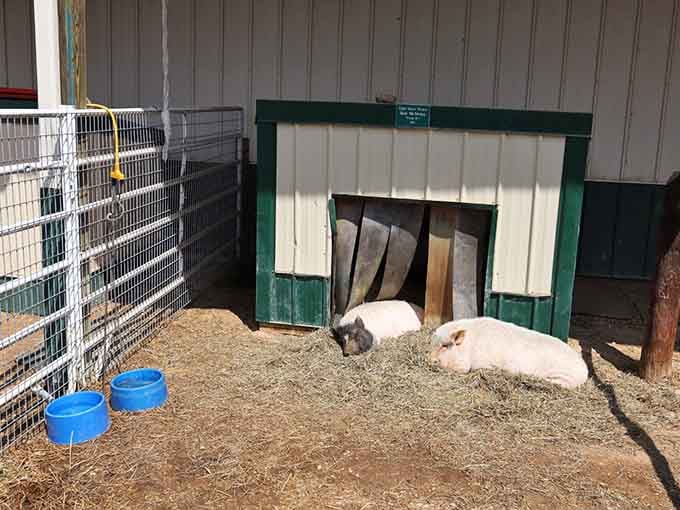 Even the pigs get cozy quarters here, complete with fresh bedding and a doorway perfectly sized for dramatic entrances.