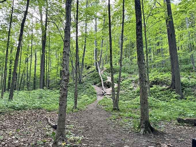 Summer's emerald canopy creates natural air conditioning, proving Michigan invented the original green infrastructure before it was cool.