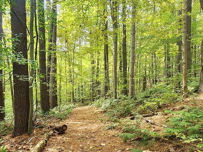 When the forest canopy creates its own cathedral, even the most devoted couch potato feels spiritual.