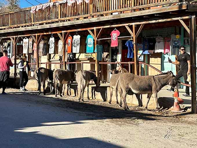 Wild burros gather along the wooden storefronts like they're waiting for the morning staff meeting to begin&mdash;and they're the bosses.
