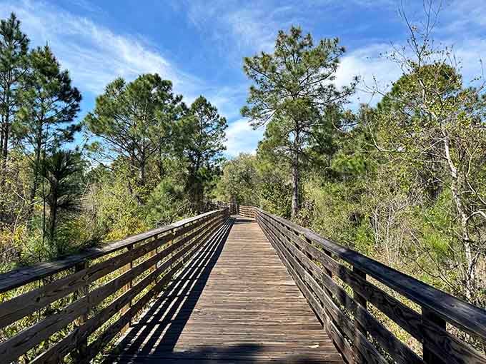 Elevated boardwalks wind through coastal ecosystems, proving nature walks don't require hiking boots or bug spray.