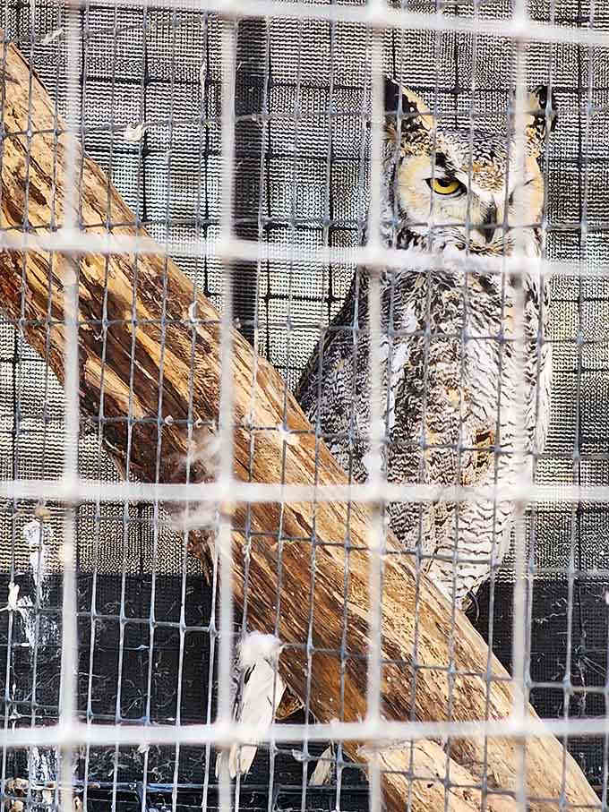 When this owl stares at you, it feels like getting judged by a very wise librarian.