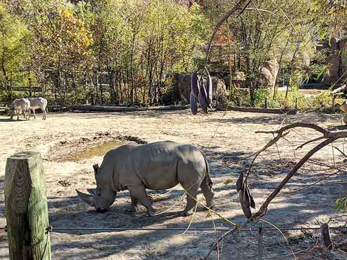 Rhinos and zebras sharing space like the world's most unlikely roommates who actually get along perfectly.