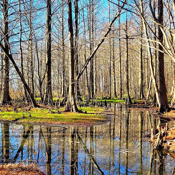 When cypress trees create their own mirror image in still water, you know you've found something special.