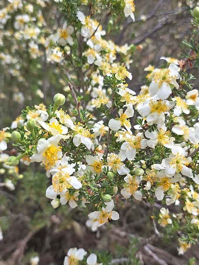 Delicate white blooms pop up along the trail like nature's confetti celebrating your decision to get outside.