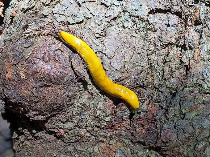 Meet California's slowest celebrity, proving you don't need speed to make an impression in this state.