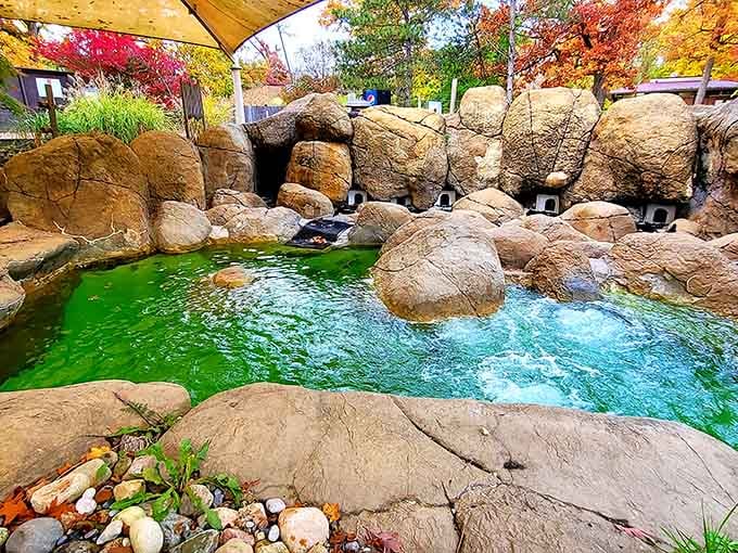 Those rocky outcrops create the perfect stage for nature's most entertaining swimmers to show off their diving skills.