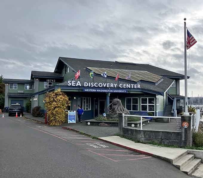 The SEA Discovery Center welcomes curious minds with marine exhibits that make learning about Puget Sound genuinely entertaining.