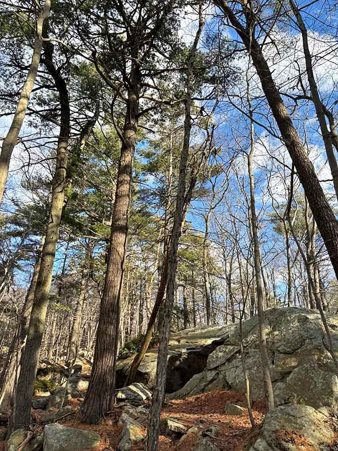 These majestic trees reach skyward like nature's own cathedral, making you feel wonderfully small in the best way.