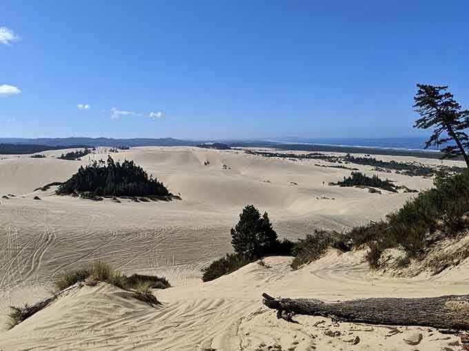 Oregon's coastal dunes look like someone photoshopped the Sahara onto the Pacific, and honestly, we're not complaining.