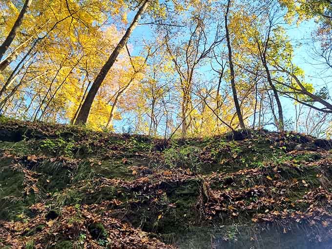 Looking up through autumn's cathedral, where the only admission fee is your willingness to wander.