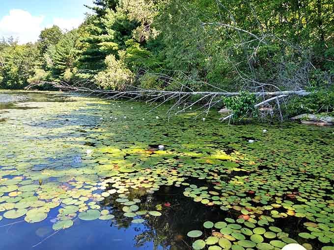 Lily pads creating their own floating garden party, no invitation required for this natural masterpiece.