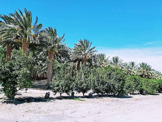 Desert palms meet salty shores in this unexpected oasis, proving California still knows how to surprise us.