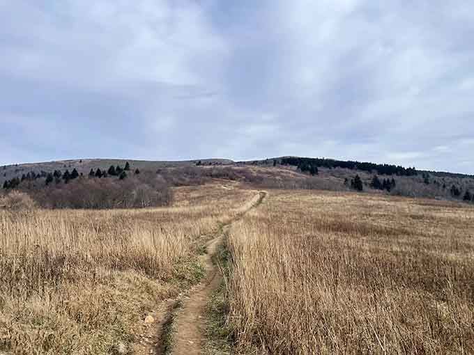 Winter transforms Sam Knob into a moody masterpiece, where snow traces the path like nature's own breadcrumb trail.