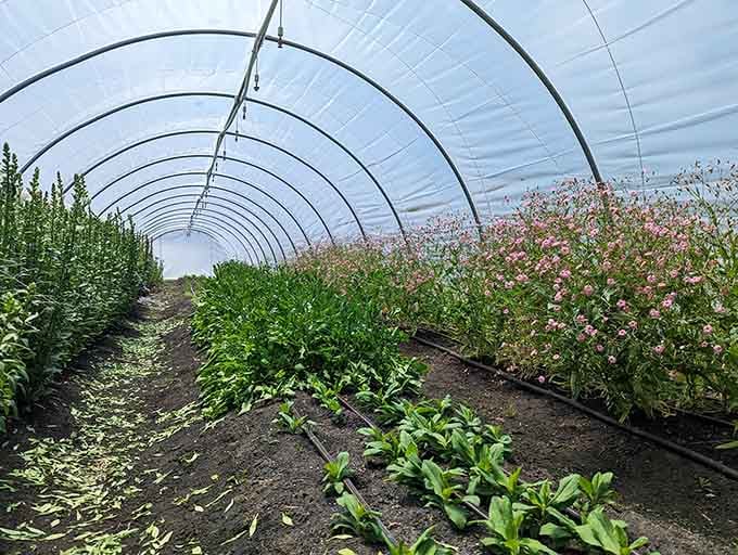 Inside the greenhouse, rows of future beauty wait patiently, proving good things really do come to those who grow.