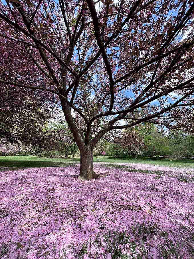 Cherry blossom petals create nature's own pink carpet, proving that sometimes the best show happens after the finale.