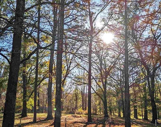 Sunlight filters through the forest canopy like nature's own spotlight, illuminating what remains of Georgia's most atmospheric ghost town.