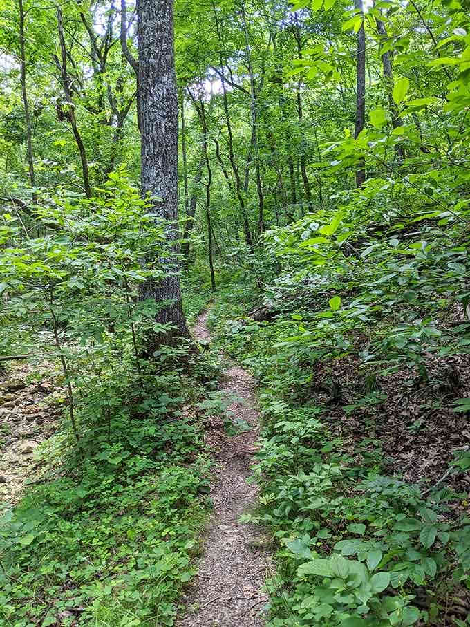 This trail knows how to make an entrance, winding through greenery like a natural invitation.