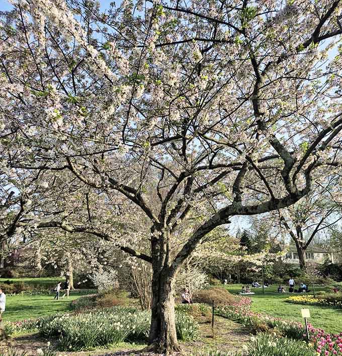 Cherry blossoms overhead, tulips below&mdash;it's like nature decided to show off in every possible direction simultaneously.