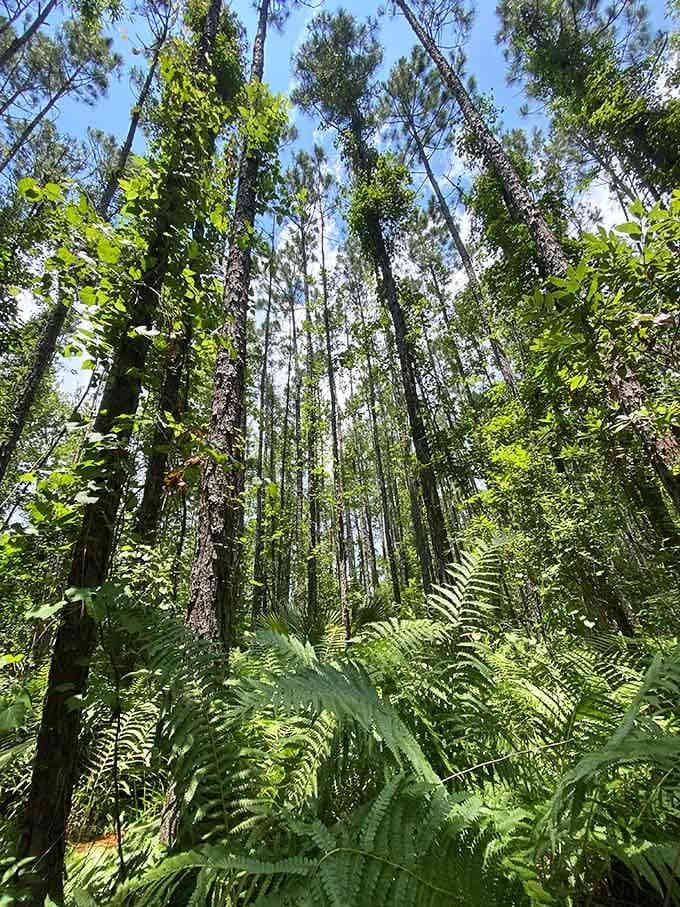 Looking up through these towering pines is like standing in nature's own cathedral, minus the collection plate.