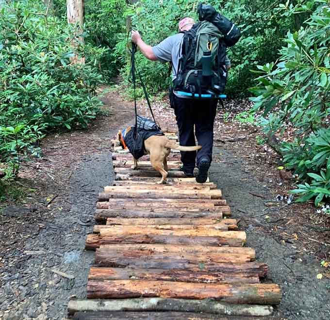 Even your four-legged hiking buddy knows this wooden walkway leads somewhere worth wagging about.