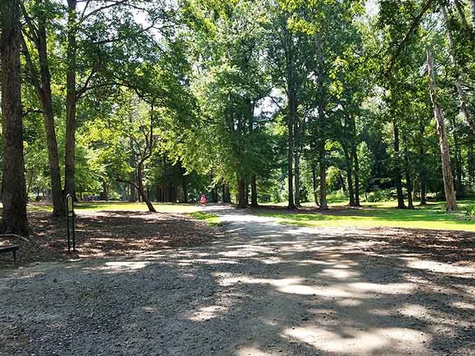 Dappled sunlight through towering trees creates the perfect setting for a leisurely stroll that'll make you forget your to-do list.