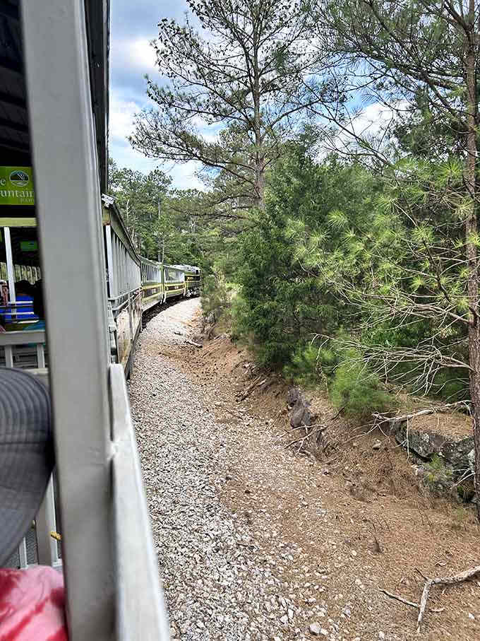 The curve of the rails through Georgia pines makes every journey feel like a gentle escape.