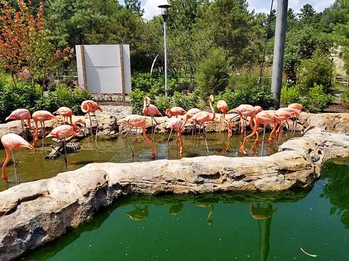 When flamingos congregate in their shallow pools, it's like watching a living Monet painting with attitude.