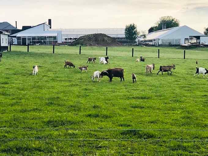 When the goats have a better view than most people's vacation homes, you know you're somewhere special.
