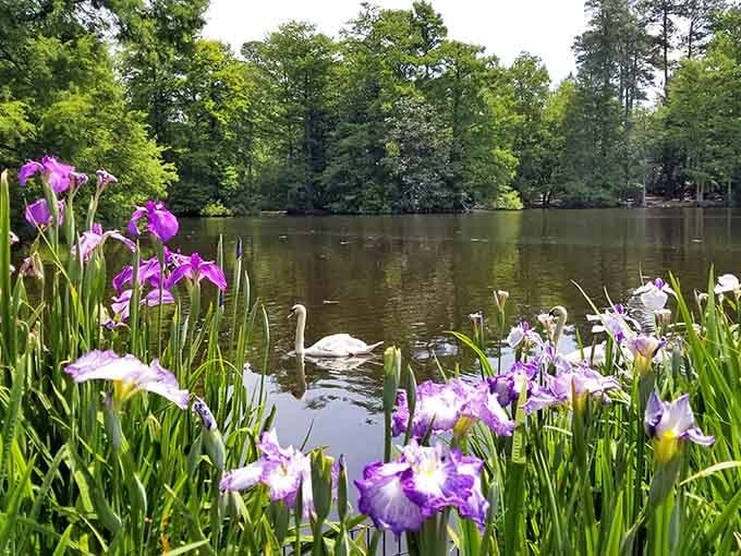 Purple irises frame graceful swans in a scene so perfect it almost seems staged by nature itself.