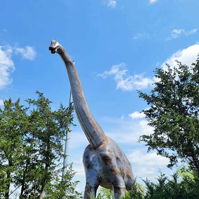 That neck reaches higher than most two-story houses, making giraffes look positively modest by comparison.
