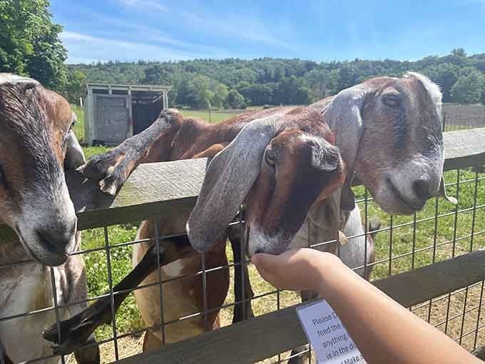 These goats have mastered the art of the handout, operating with the efficiency of seasoned lobbyists at feeding time.