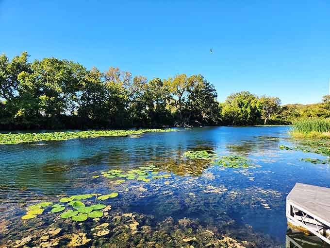 Lily pads floating on glass, nature's way of showing off its interior decorating skills.